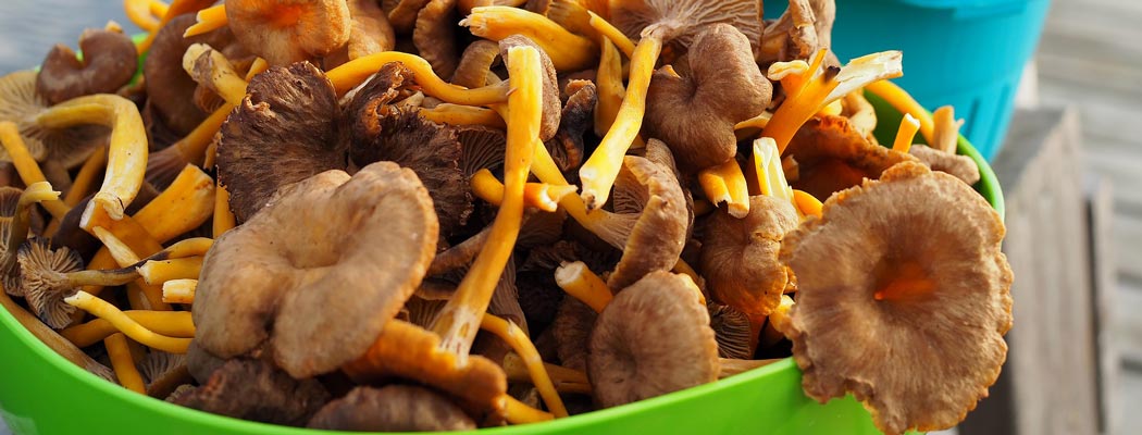 Hoe lang moet cantharellen bakken? Een speciaal soort paddenstoelen.