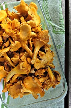 Hoe lang moet cantharellen bakken? Een speciaal soort paddenstoelen.