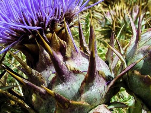 Hoe lang moet kardoen koken? Een groente die familie is van de distel.