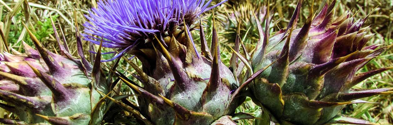 Hoe lang moet kardoen koken? Een groente die familie is van de distel.