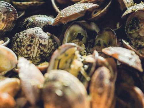 Hoe lang moeten kokkels koken? Heerlijke Hollandse zeevruchten.