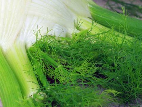 Hoe lang moet venkel bakken? Venkel, ook wel knolvenkel genoemd.